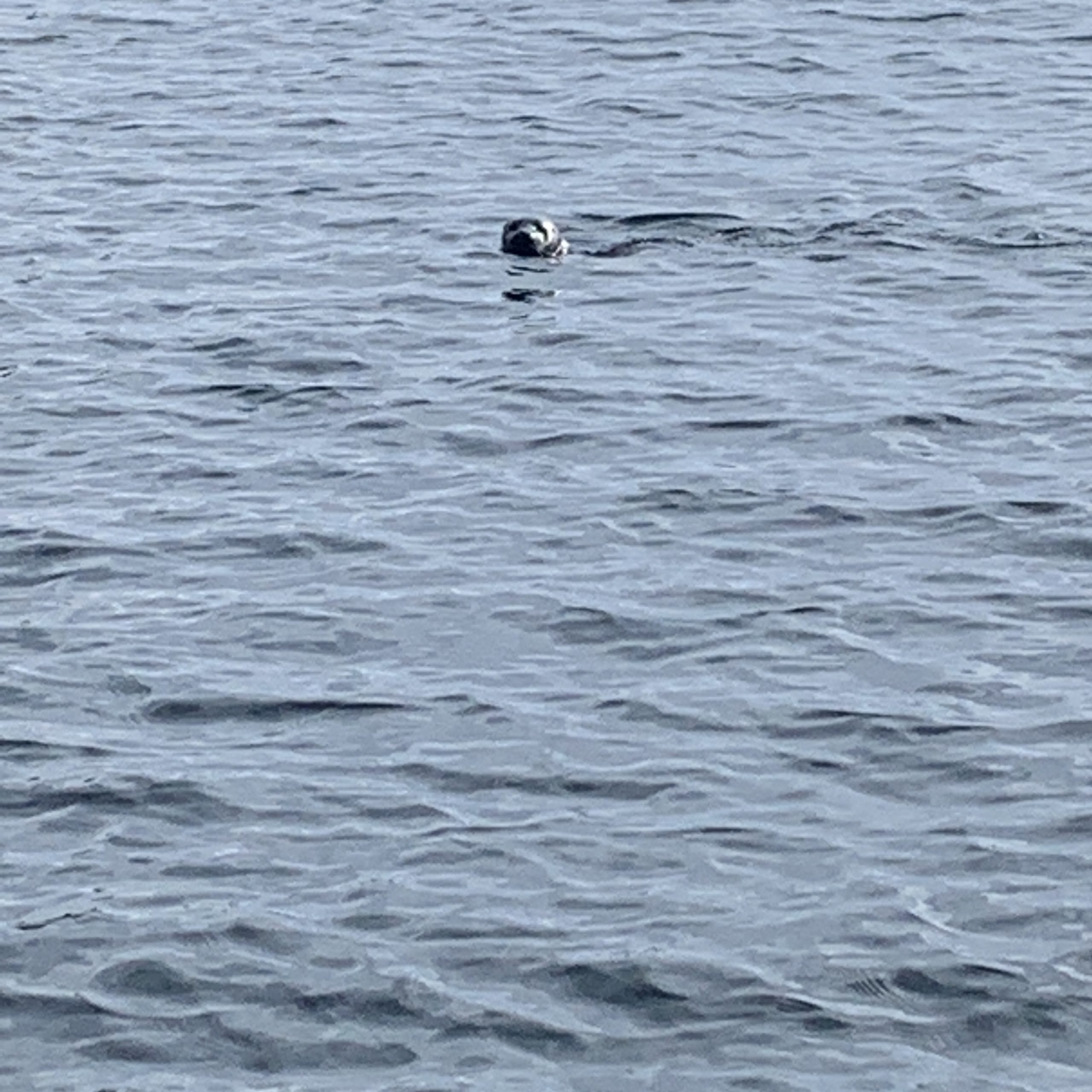 Katiskat - Kalastajan Kanava