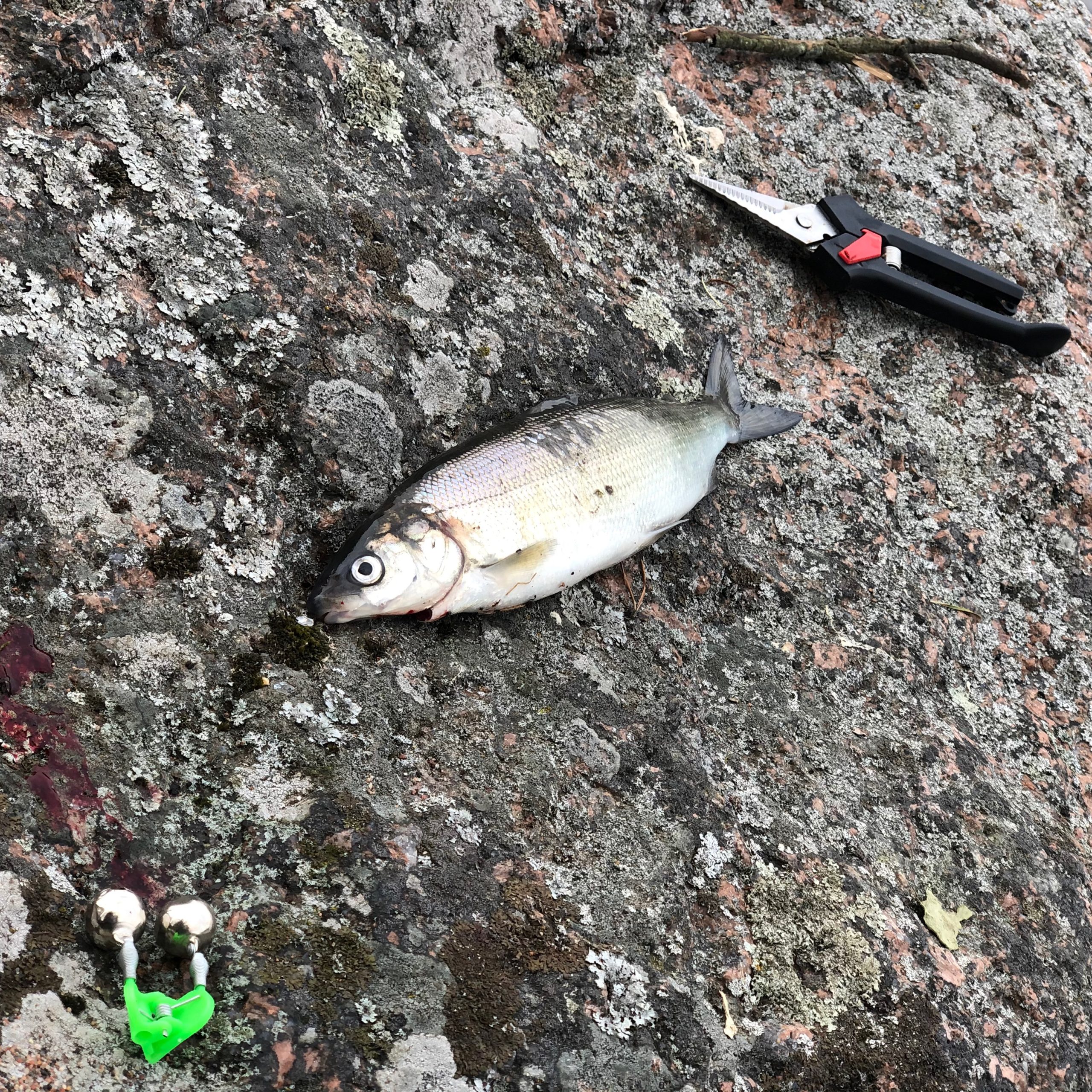 Siian onginta - Kalastajan Kanava