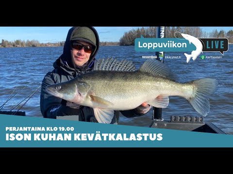 Video Suurkuhan kevätkalastus, ISO KUHA | Loppuviikon LivE - Kalastajan ...