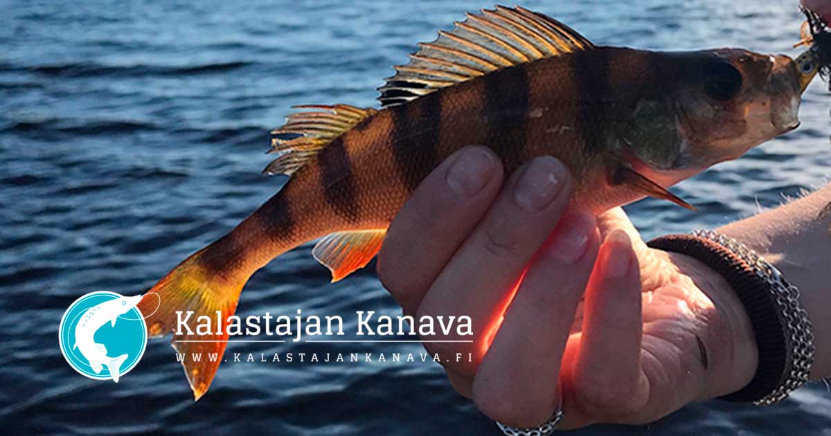 kaupallinen kalastus - Kalastajan Kanava