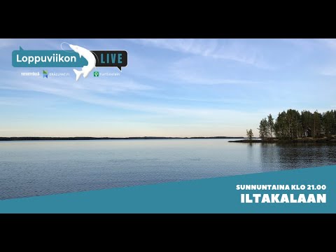 Video Iltakalassa iso 70 cm kuha | Loppuviikon Live - Kalastajan Kanava