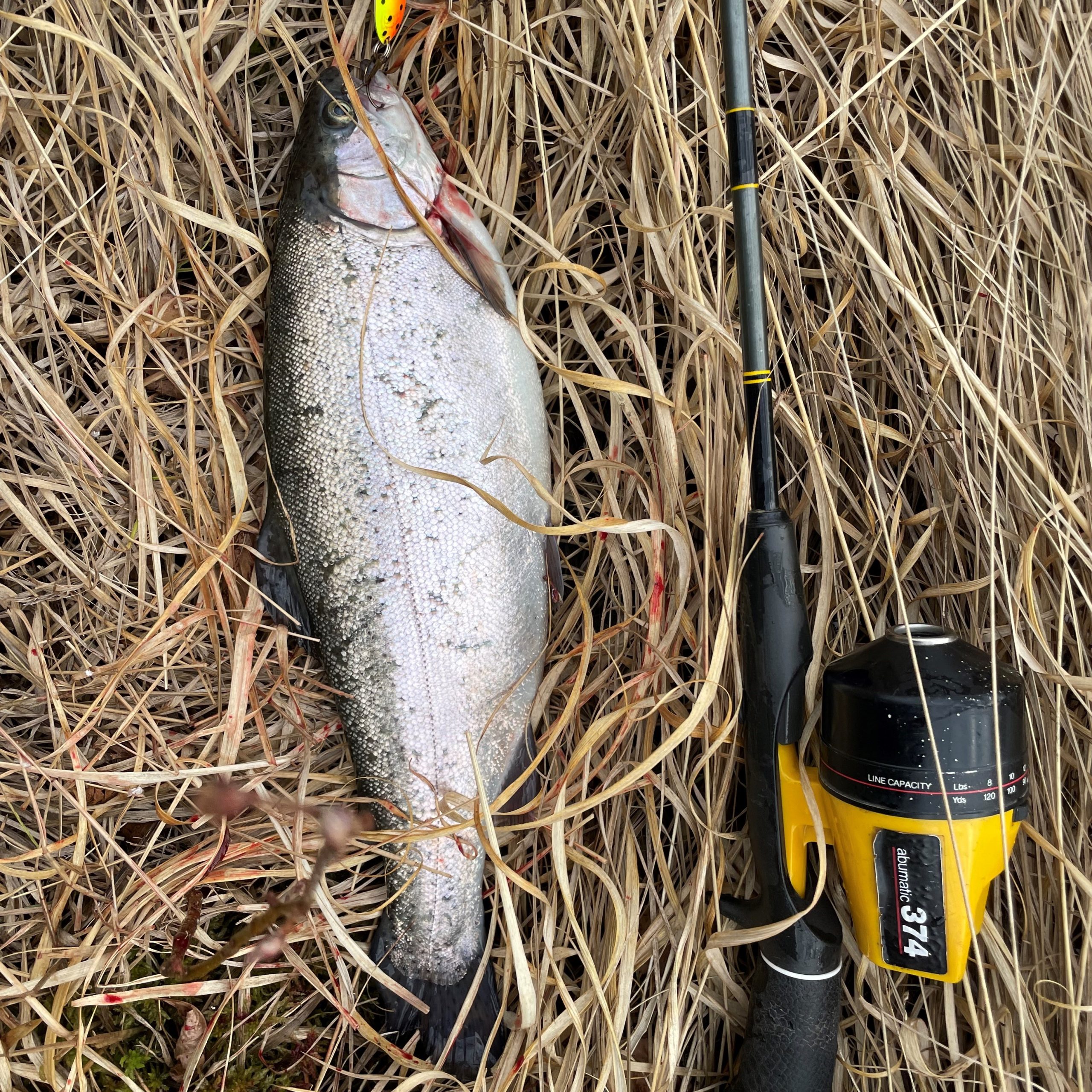 Kirjolohen kalastus - Kalastajan Kanava