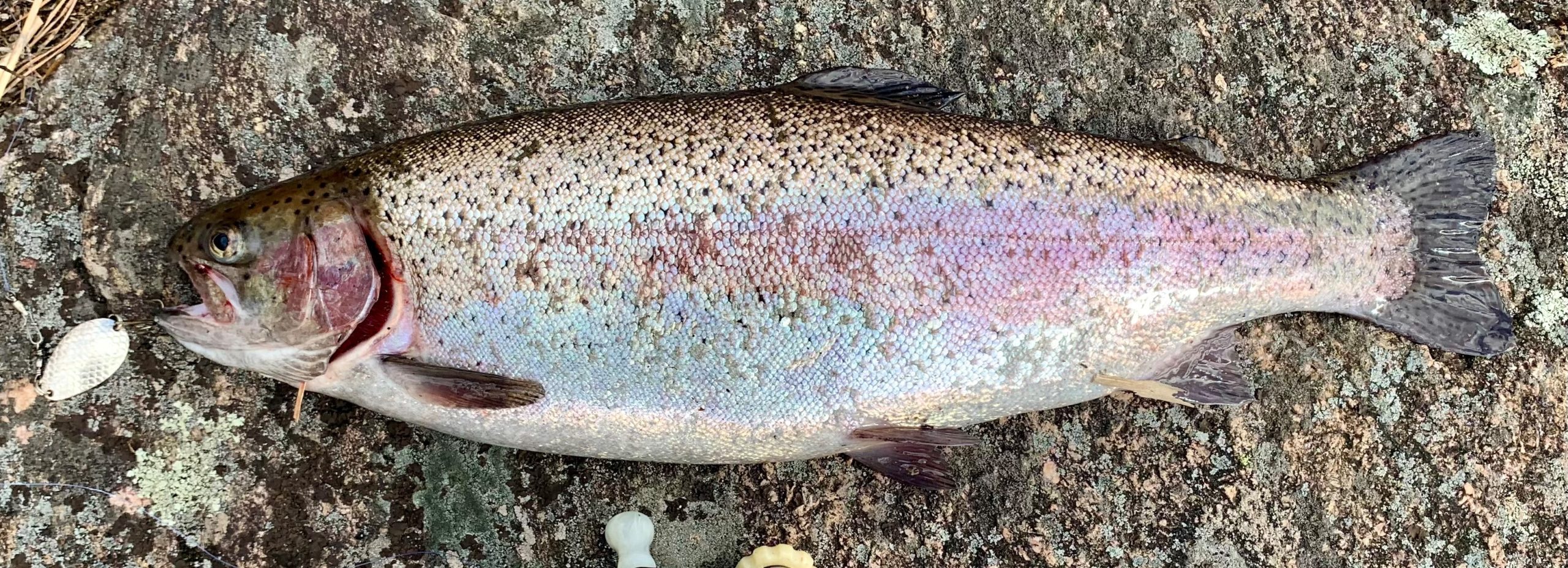 Kirjolohen kalastus - Kalastajan Kanava