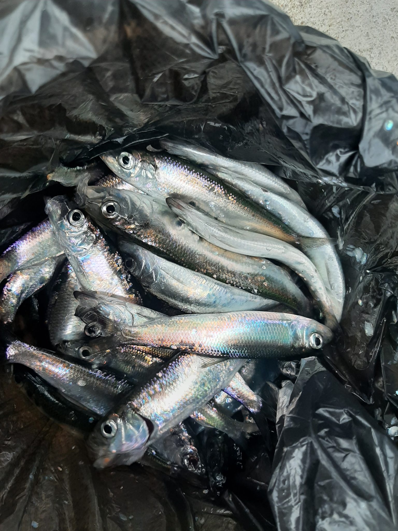 Silakan litkaus - Kalastajan Kanava