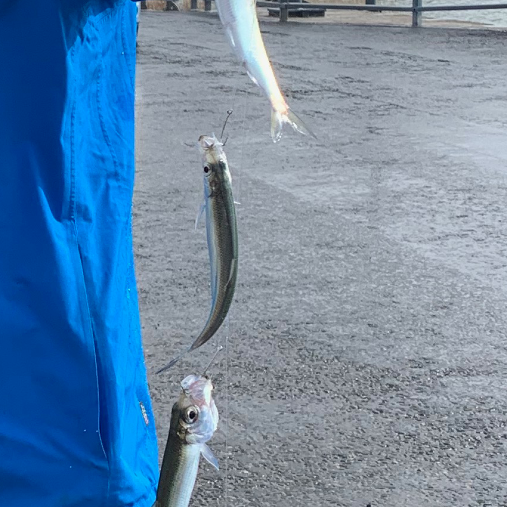 Silakka - Kalastajan Kanava