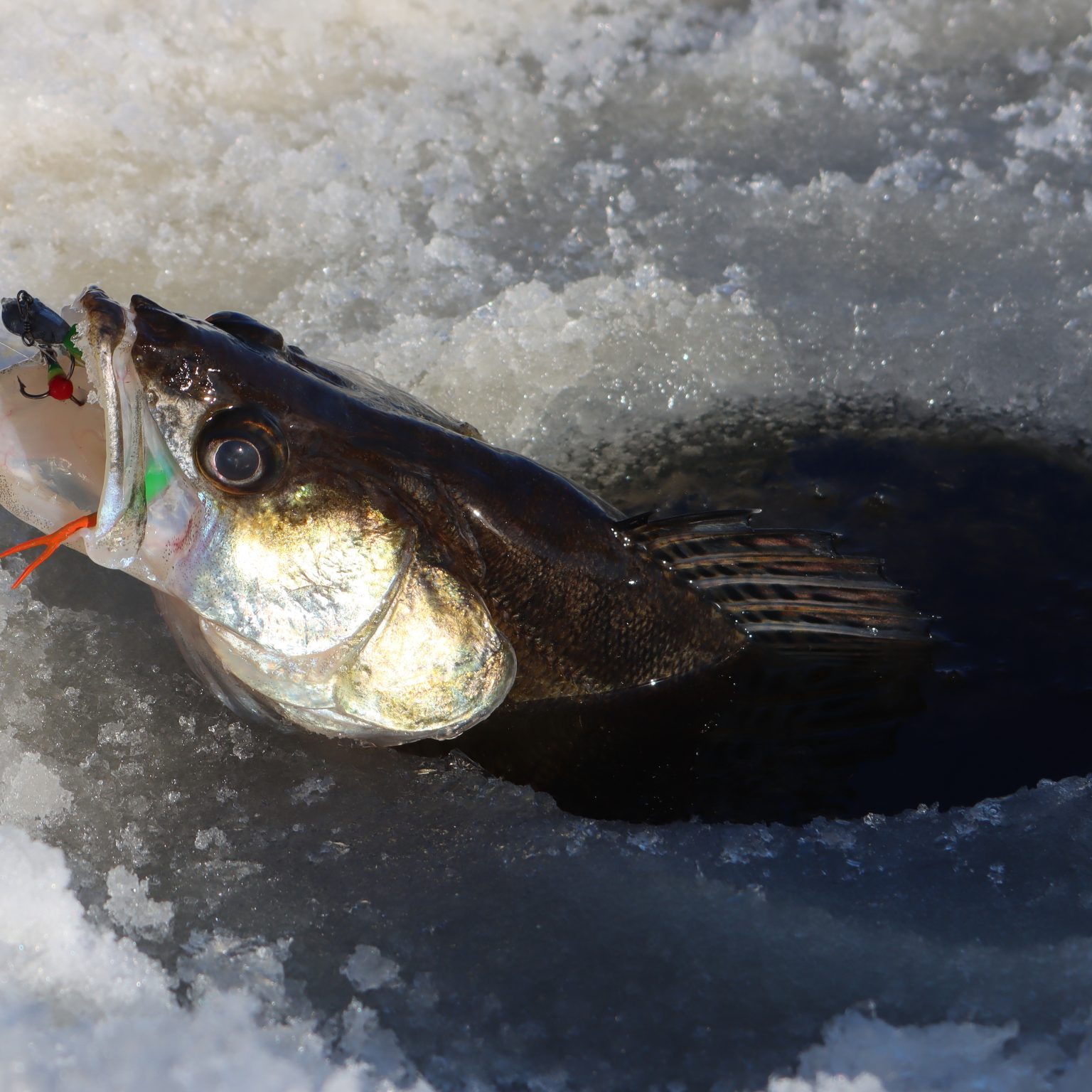Kuhan pilkintä - Kalastajan Kanava