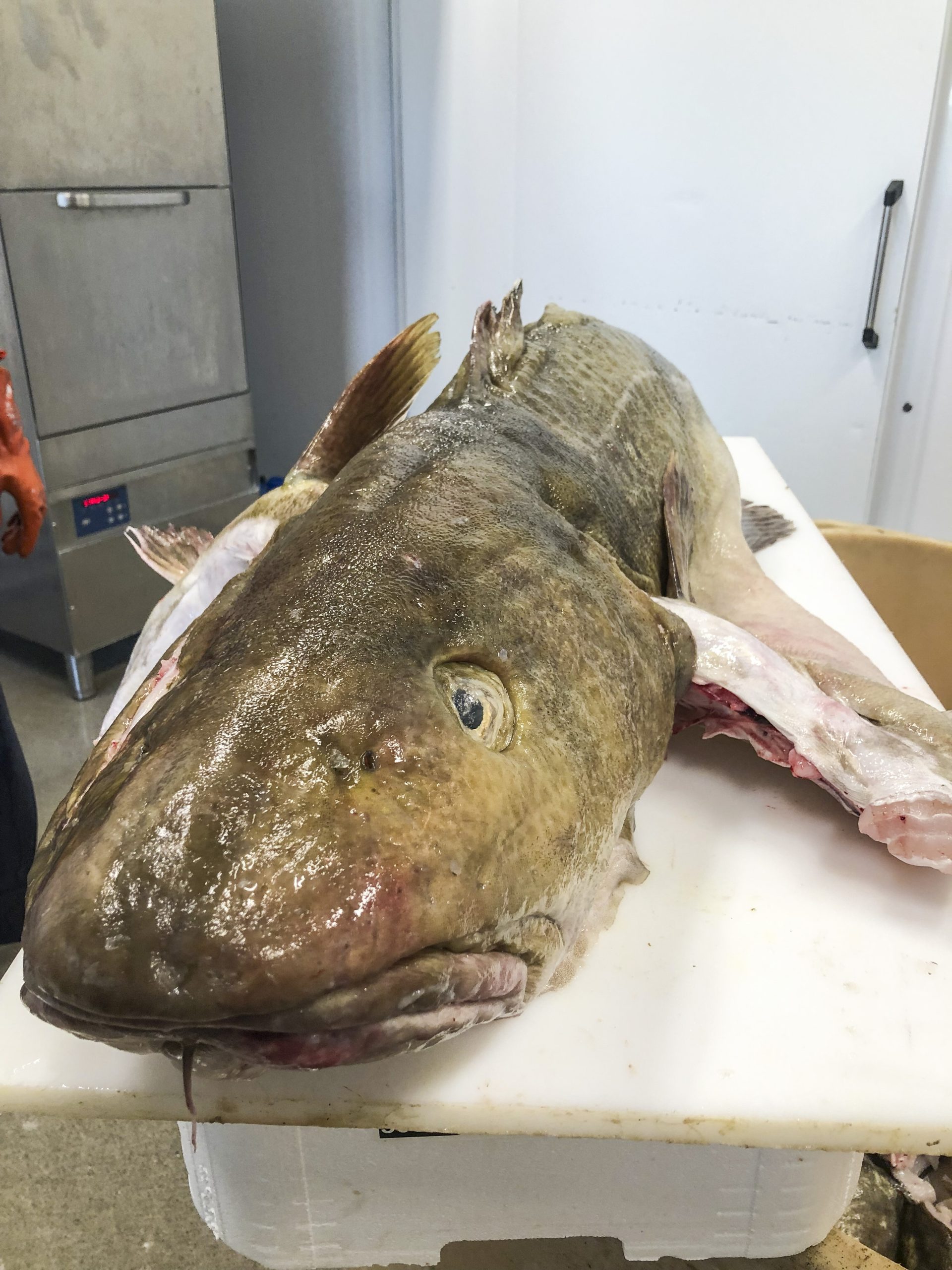 Suomen suurin kala turska 29,55 kg - Kalastajan Kanava