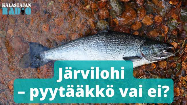 Vaelluskalat - Kalastajan Kanava