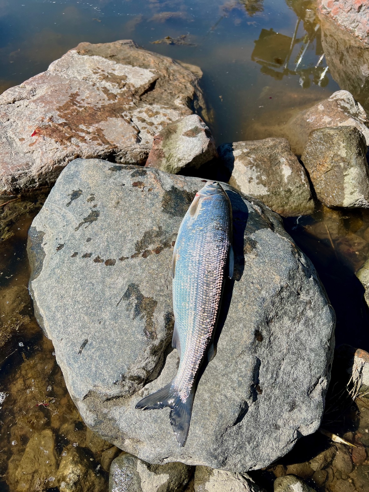 Siian onginta - Kalastajan Kanava