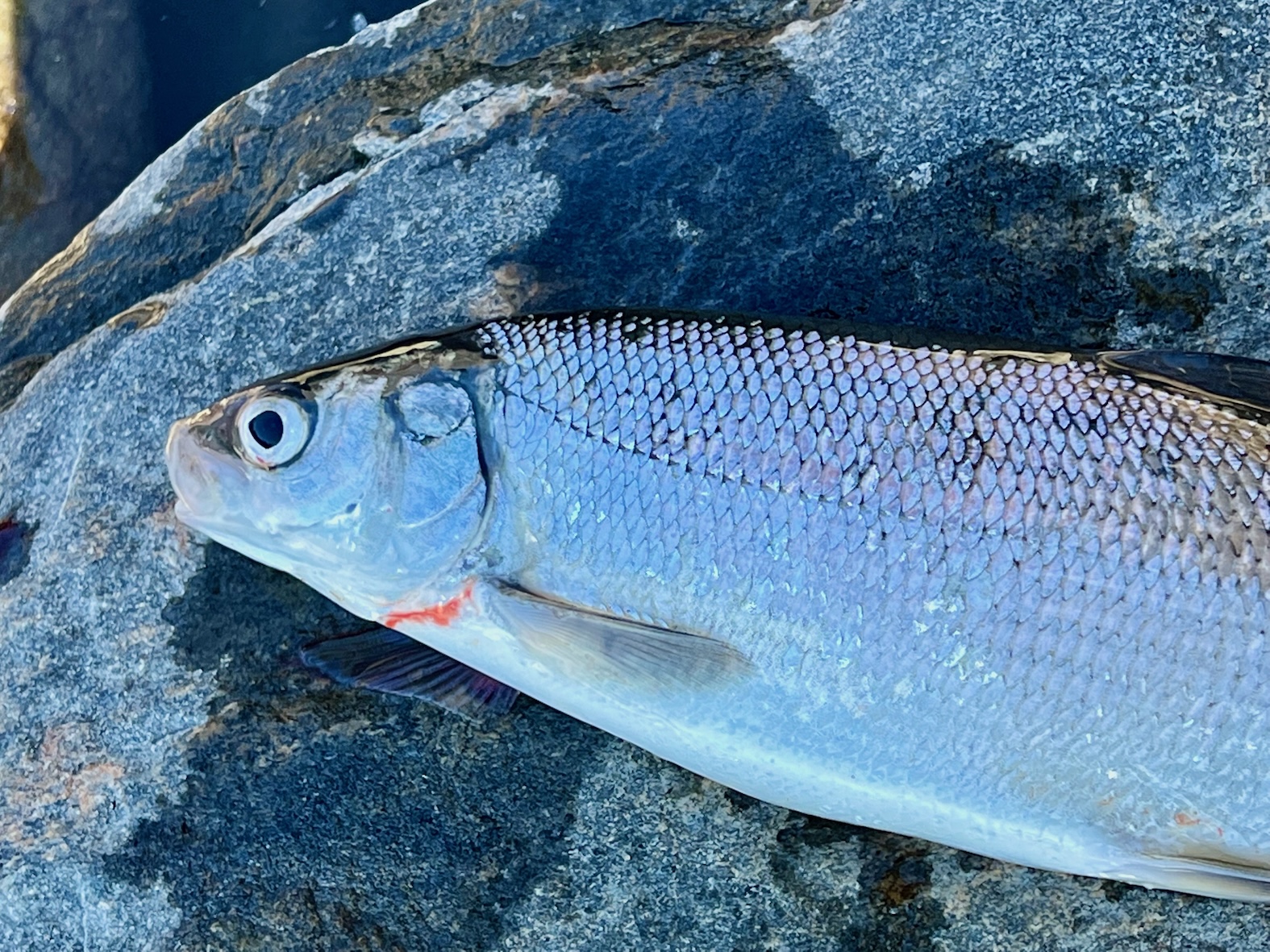 Siian onginta - Kalastajan Kanava