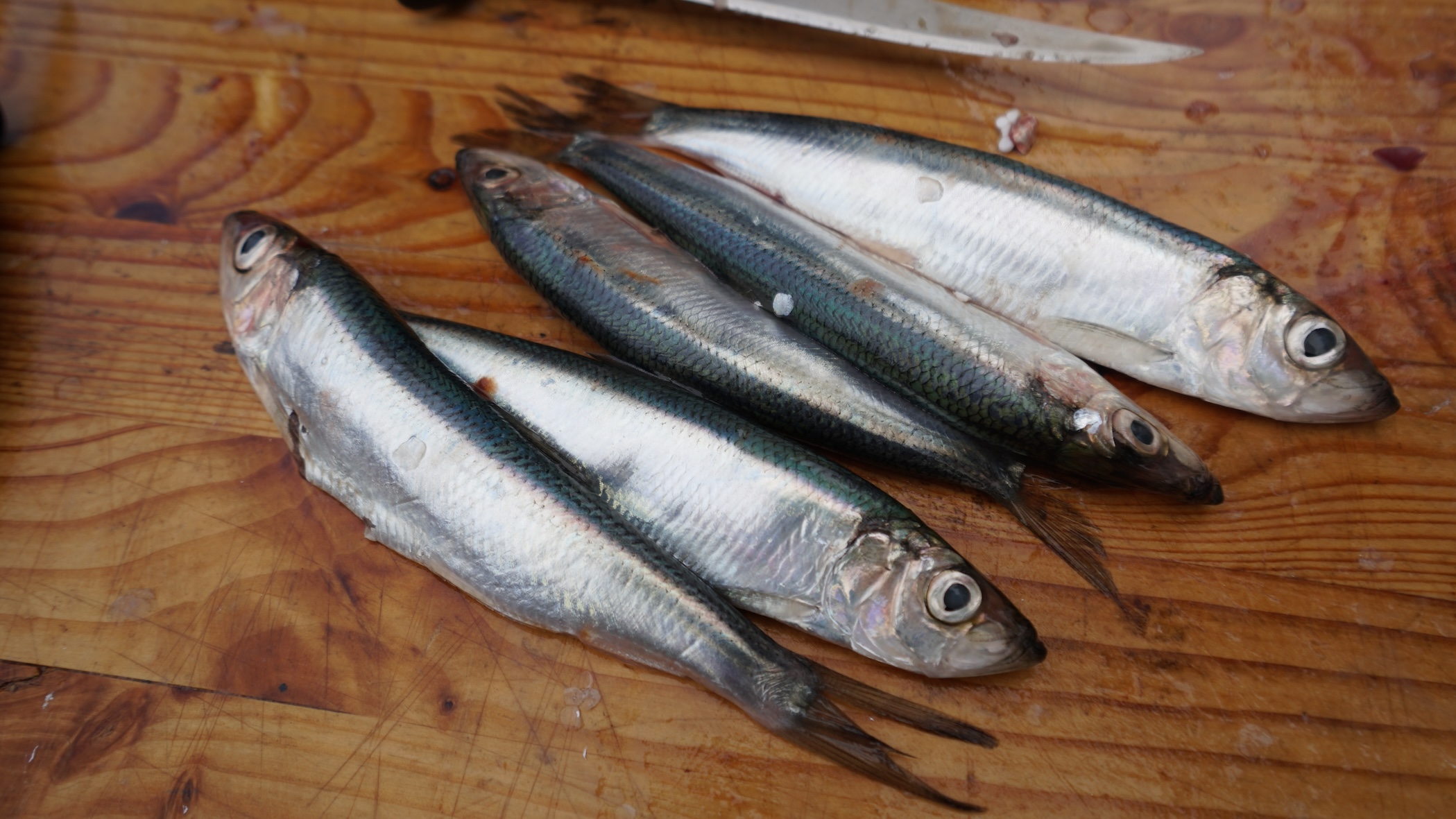 Silakka - Kalastajan Kanava