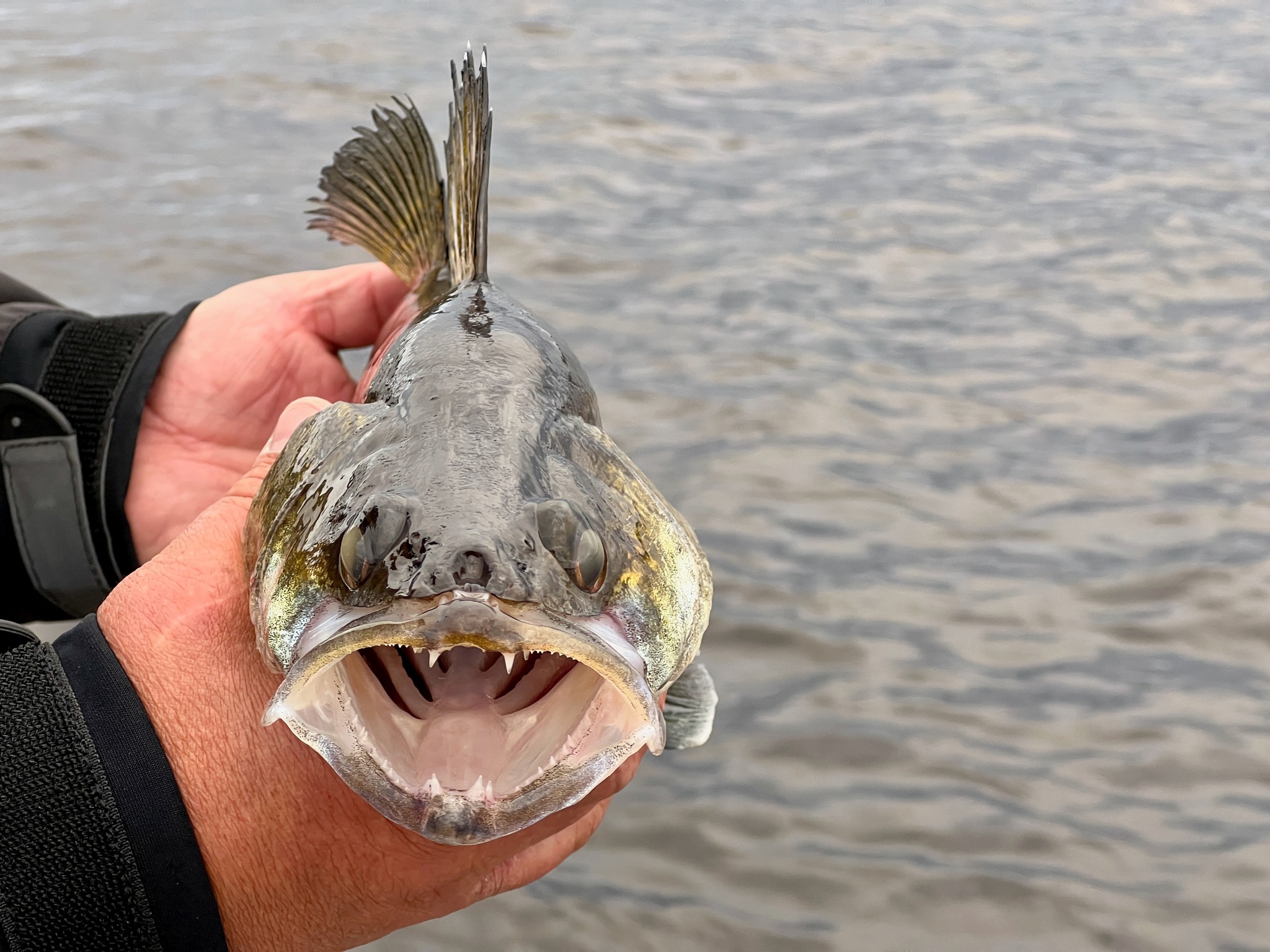 Kuha - Kalastajan Kanava