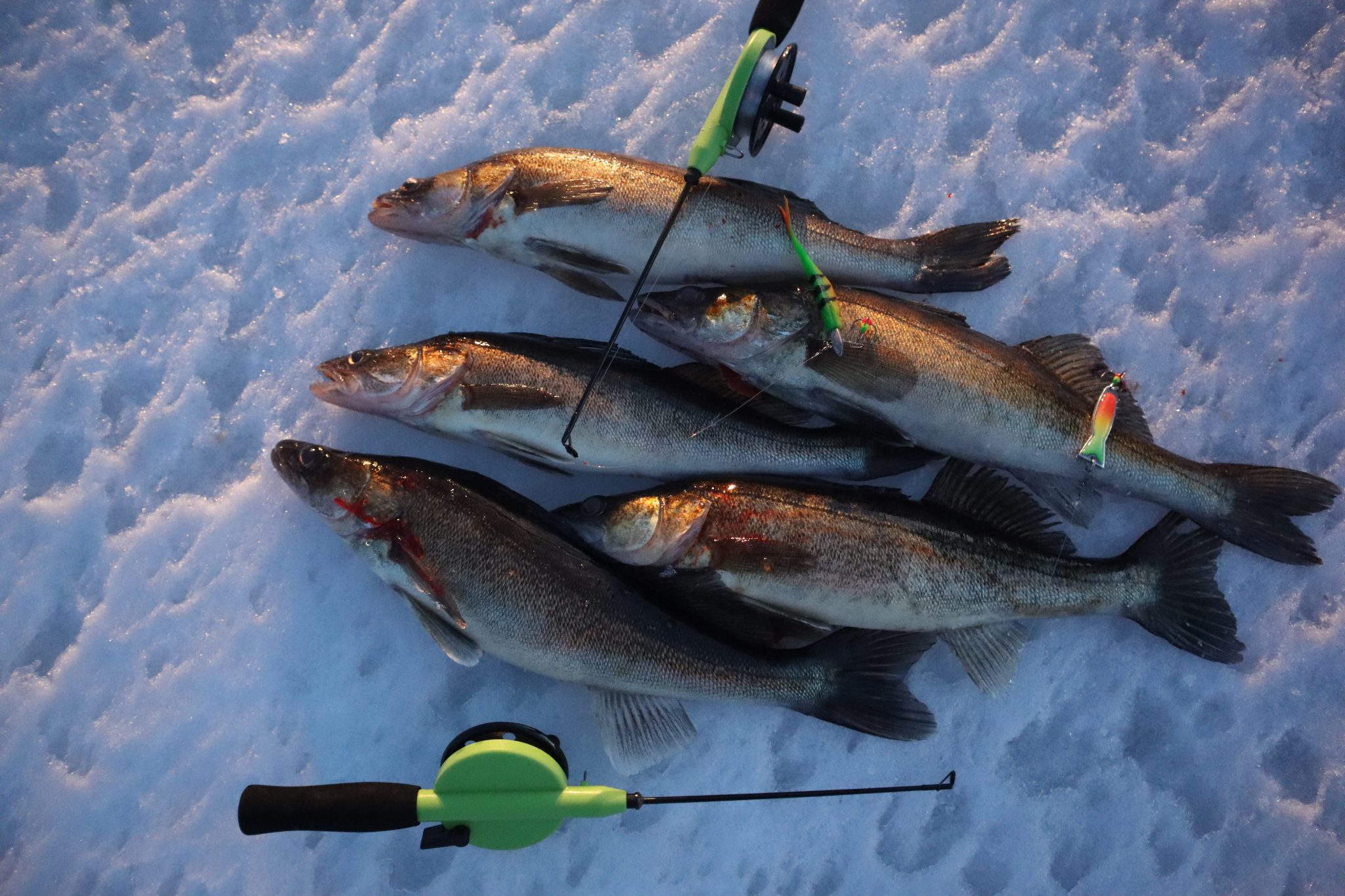 Kuha - Kalastajan Kanava