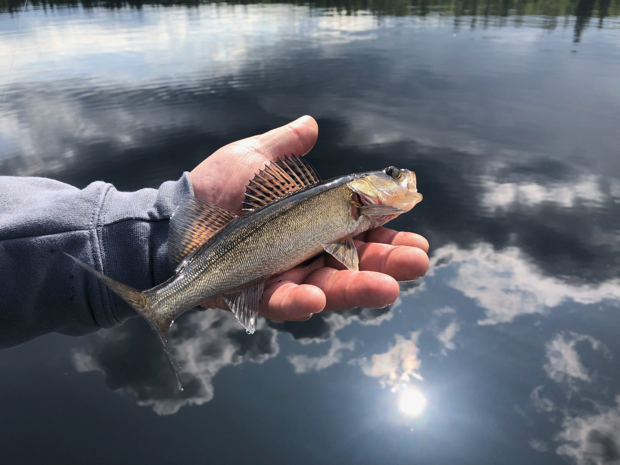 Kuha - Kalastajan Kanava