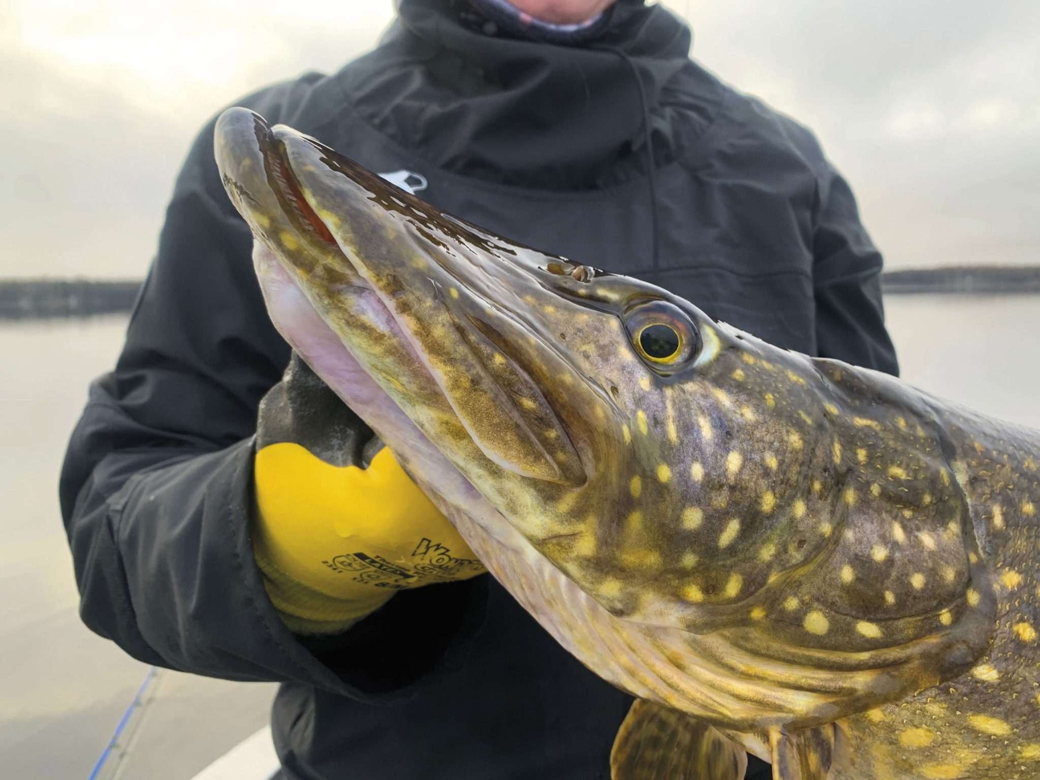 Hauki - Kalastajan Kanava