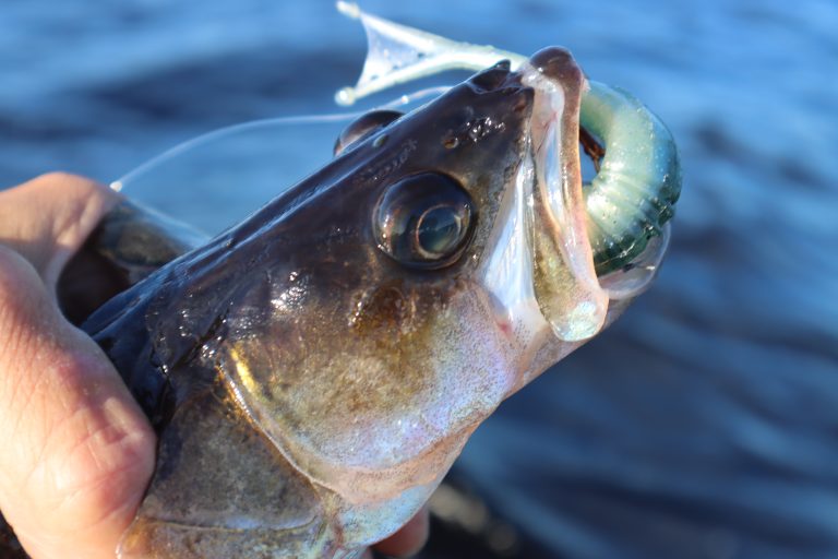 Kuha - Kalastajan Kanava