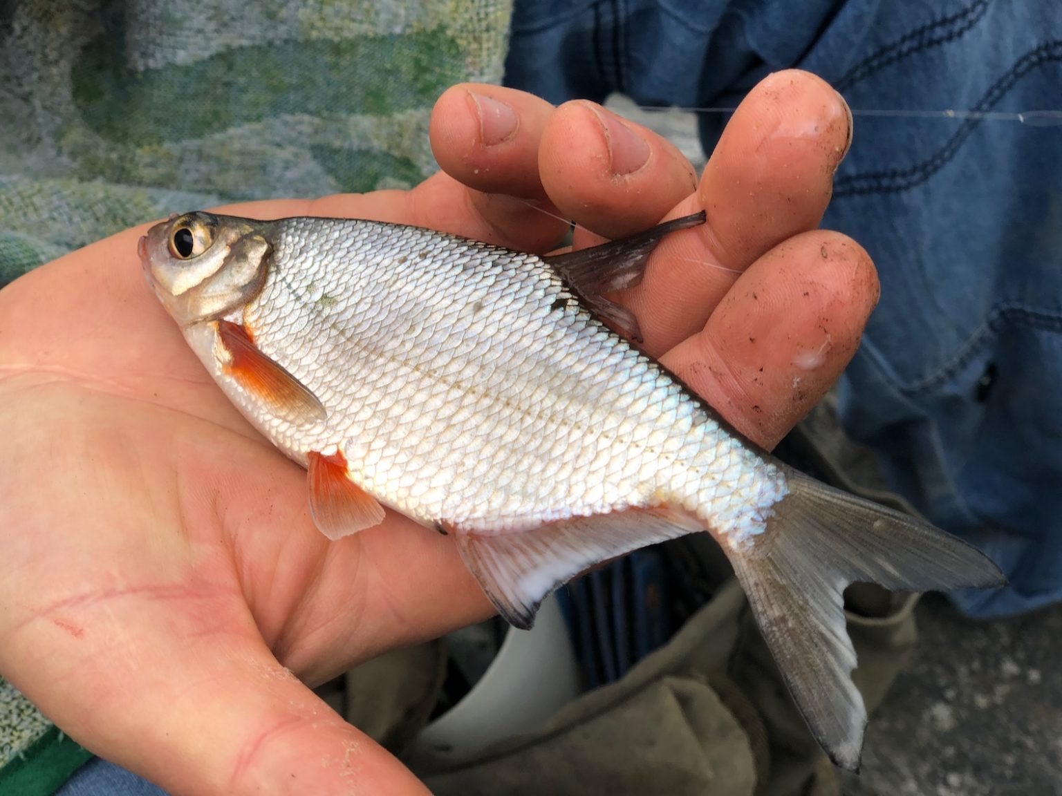 Lahna - Kalastajan Kanava