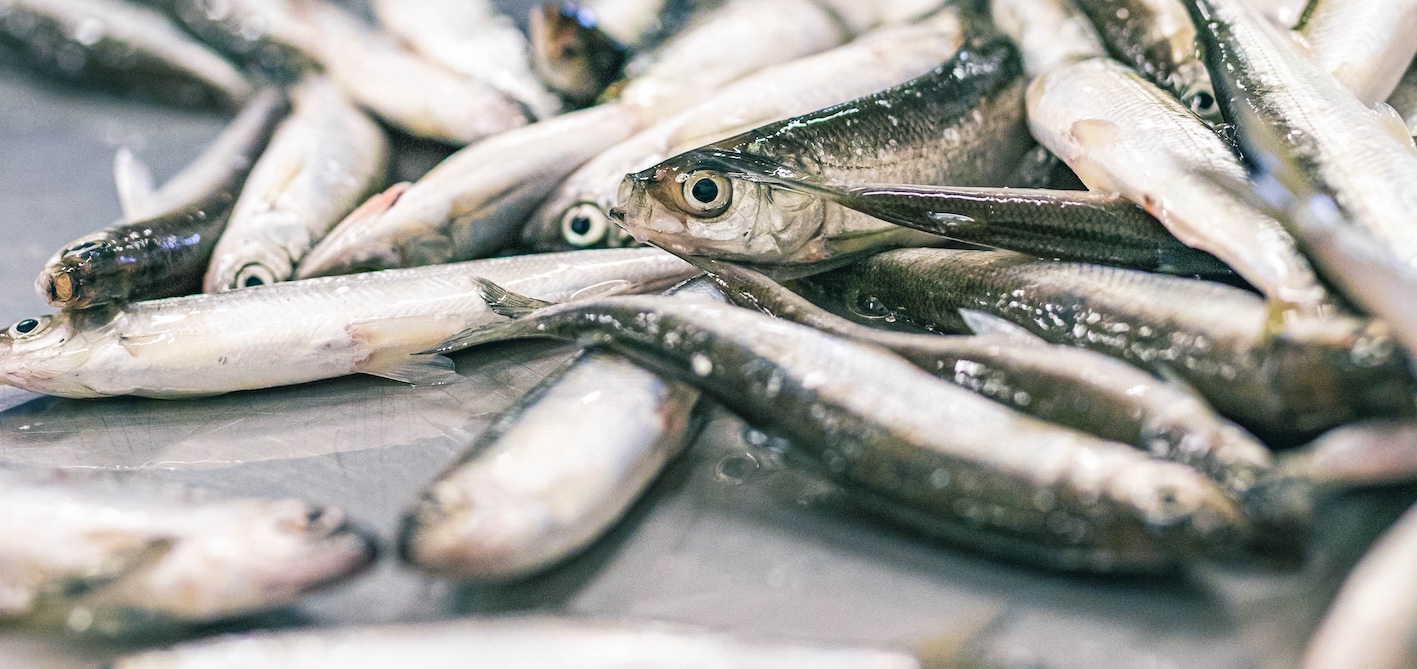 Muikku - Kalastajan Kanava