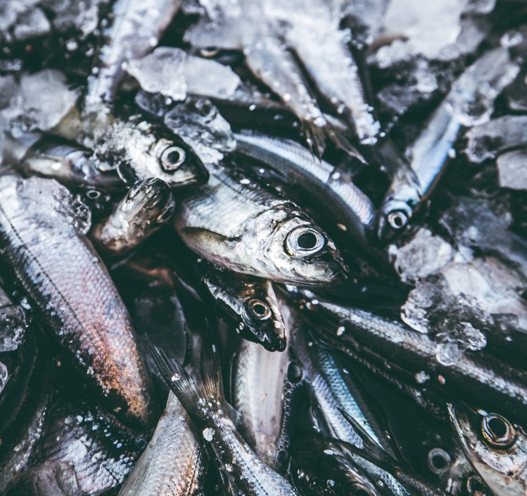 Muikku - Kalastajan Kanava