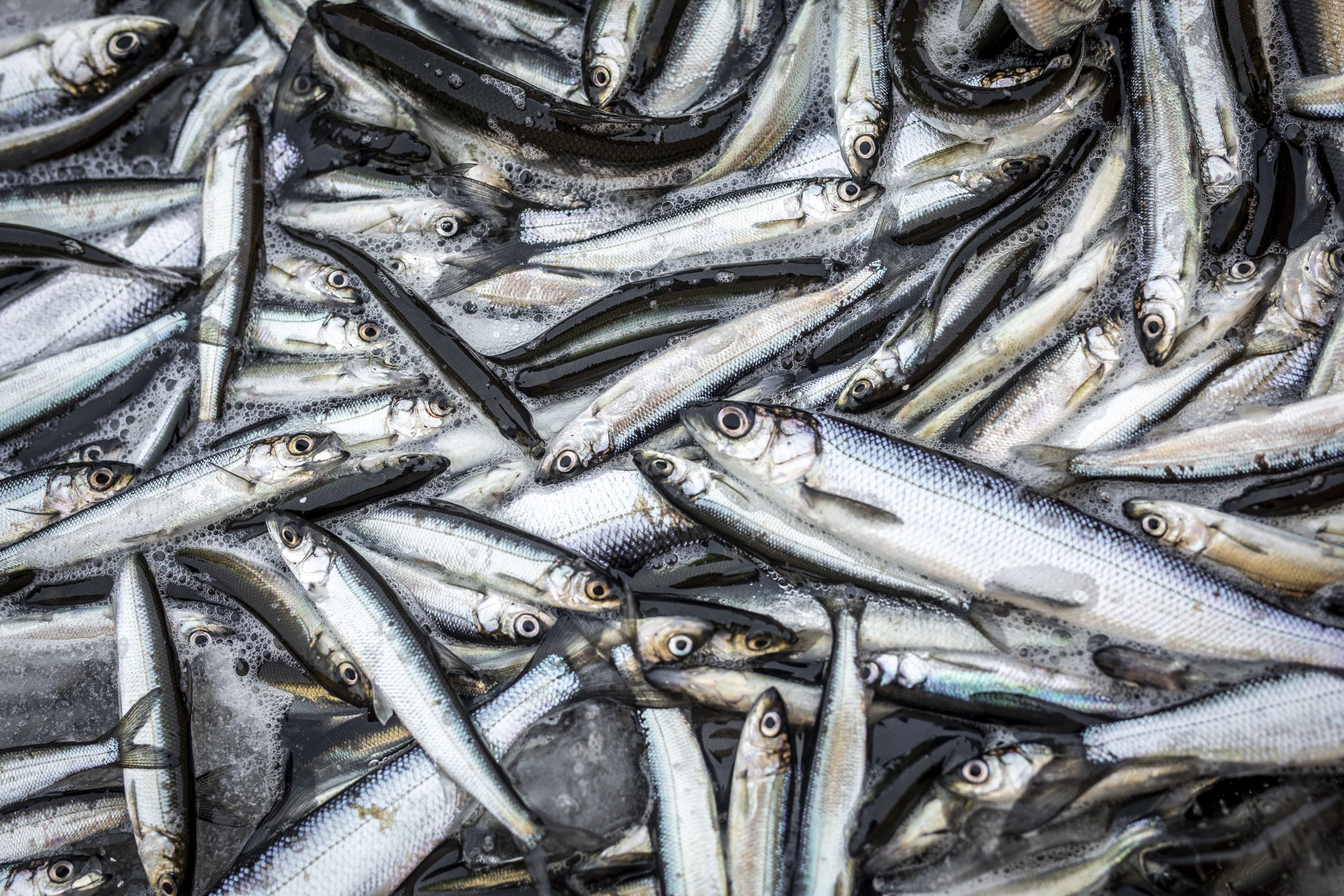 Muikku - Kalastajan Kanava