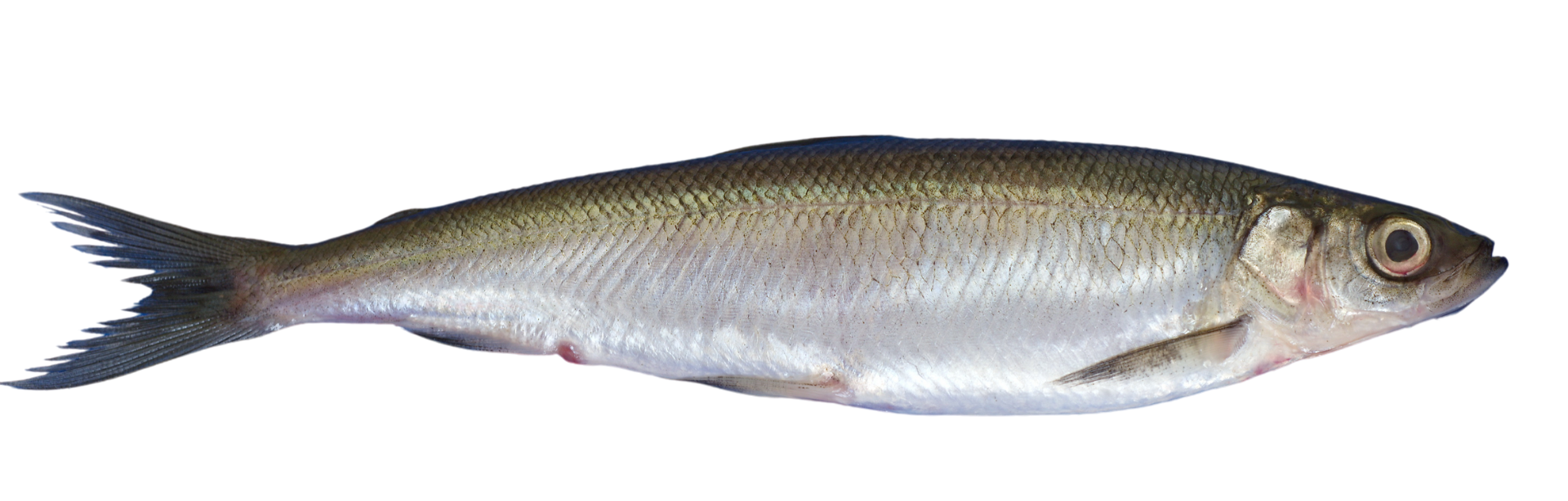 Muikku - Kalastajan Kanava