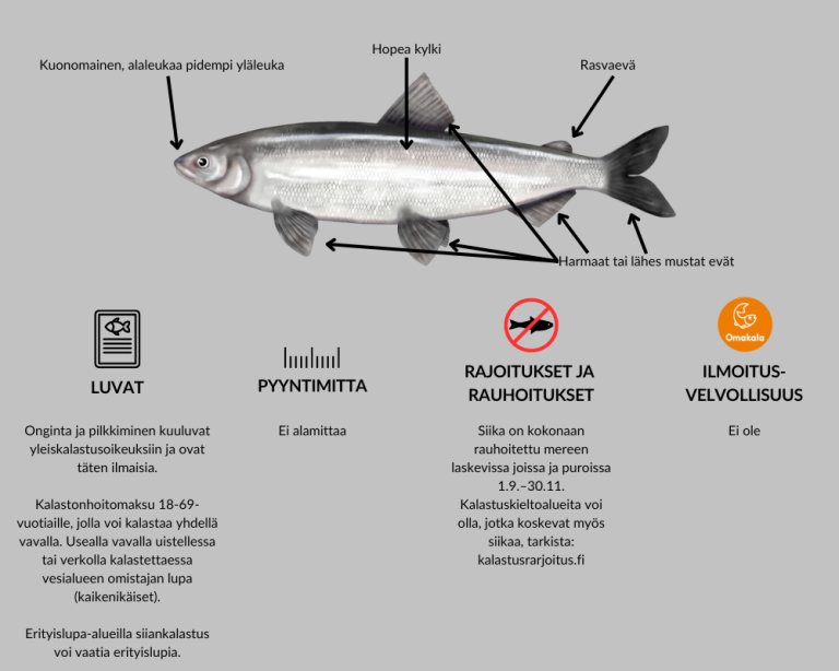 Siika - Kalastajan Kanava
