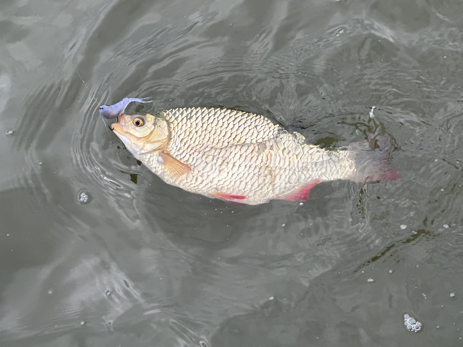 Sorva - Kalastajan Kanava