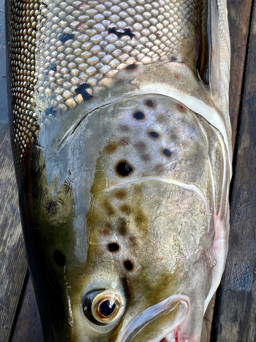 Ehdotus vuoden 2025 kalastuskiintiöistä Itämerellä - Kalastajan Kanava