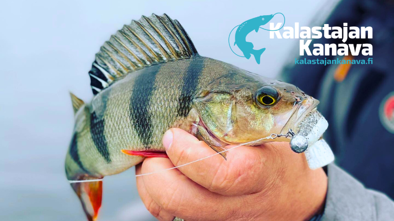 useammalla vavalla kalastus - Kalastajan Kanava