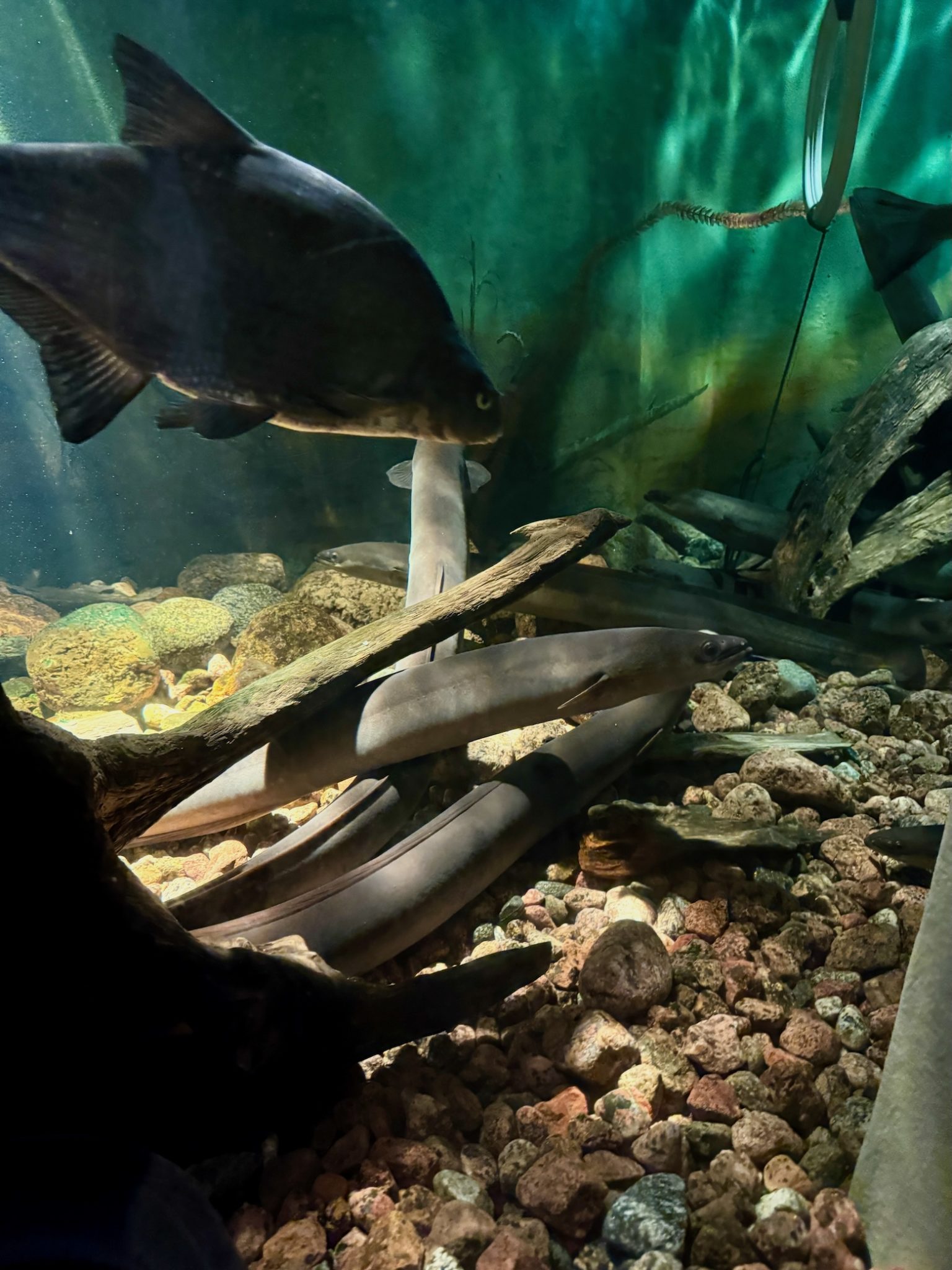 Ankerias - Kalastajan Kanava