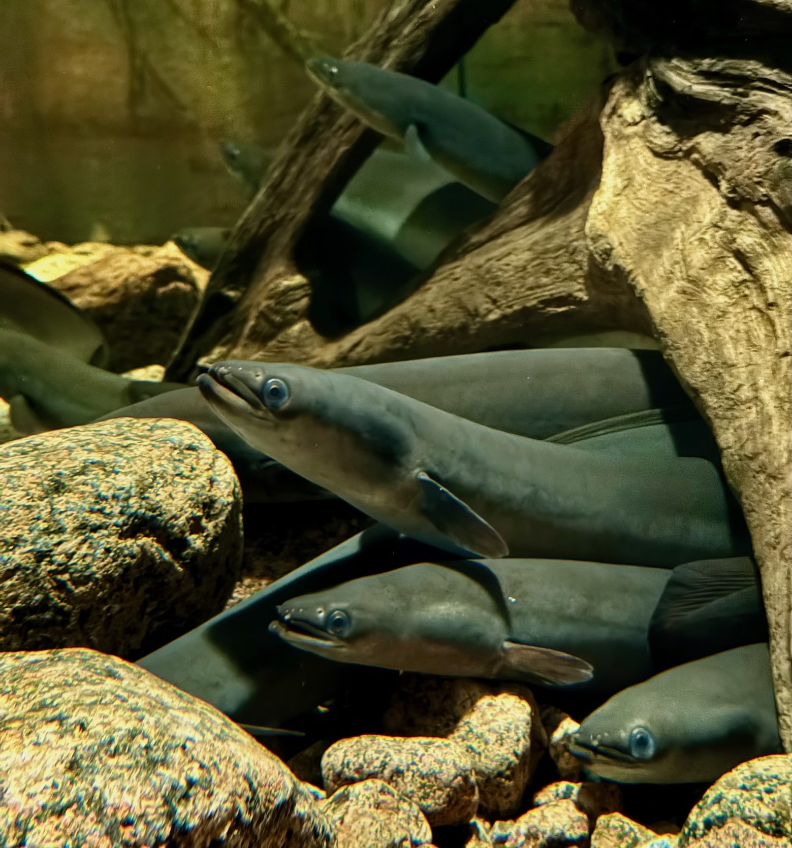 Ankerias - Kalastajan Kanava