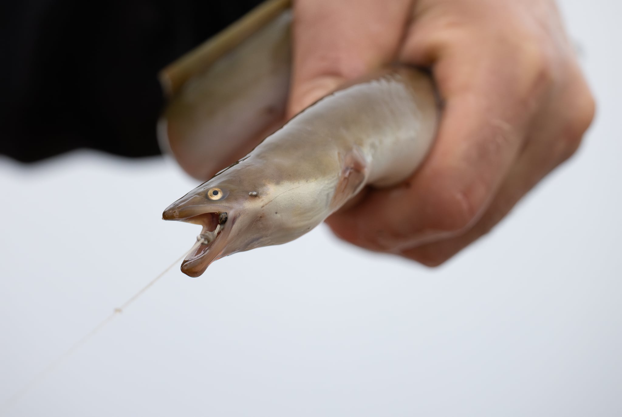 Ankerias - Kalastajan Kanava